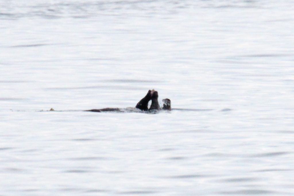 Whitestone Harbor to Swanson Harbor – The McBrides