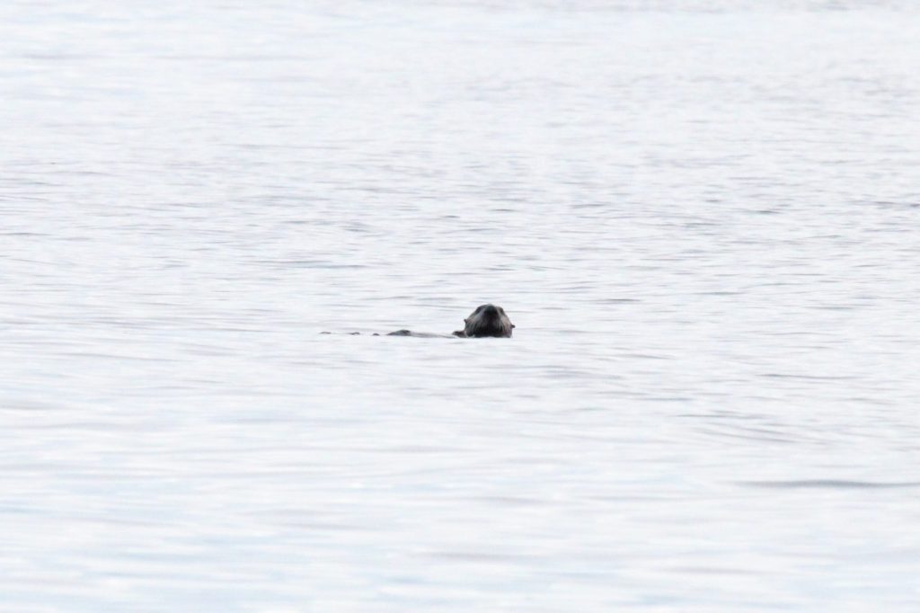 Whitestone Harbor to Swanson Harbor – The McBrides